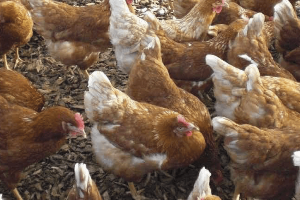 Selección de picos más cortos para reducir el picaje de plumas en gallinas ponedoras - Ibertec ...