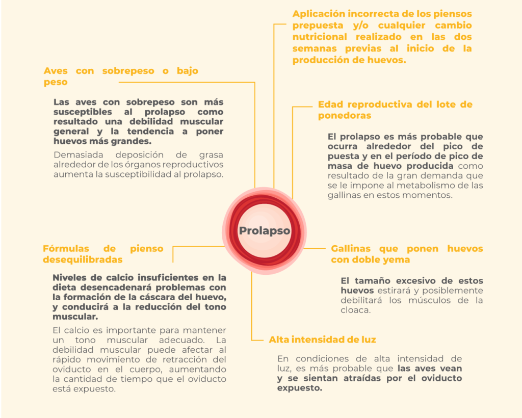 EL PROLAPSO EN GALLINAS PONEDORAS - Ibertec La excelencia de la sanidad en pollitas de un día.