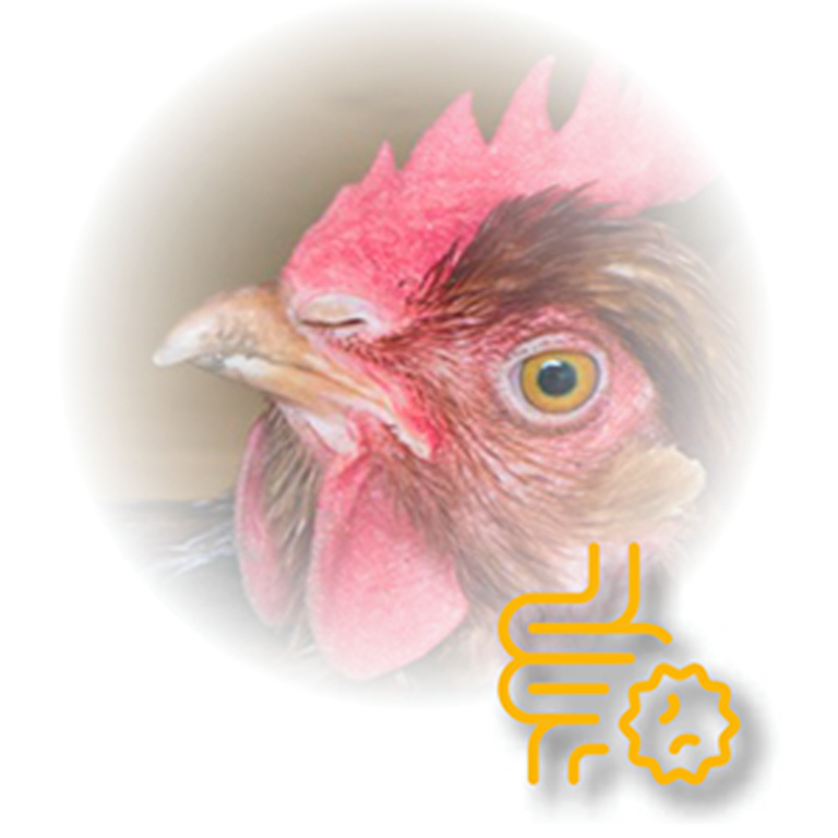 EL PROLAPSO EN GALLINAS PONEDORAS - Ibertec La excelencia de la sanidad en pollitas de un día.