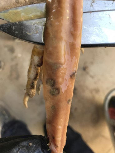 ENTERITIS NECRÓTICA FOCAL: UNA ENFERMEDAD INFRADIAGNOSTICADA EN ...